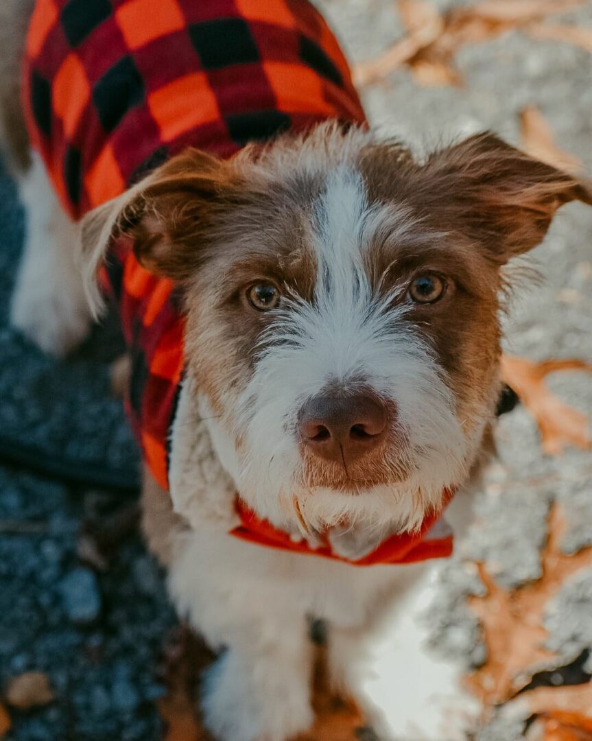 Shih Tzu Pitbull Mix: All The Tidbits On This Hybrid