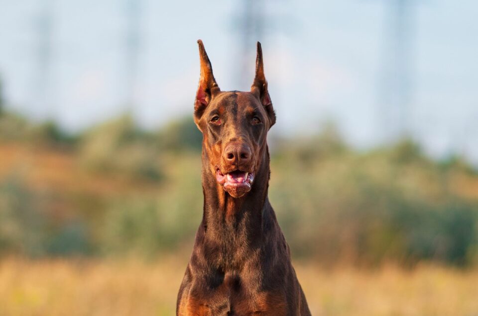 Red Doberman Pinscher — How Rare Is This Powerful Dog?