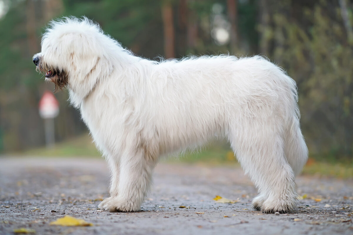 These 27 Russian Dog Breeds Will Leave You Amazed