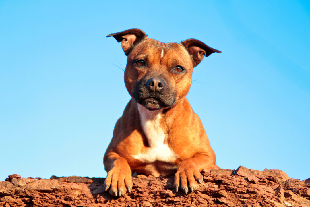 Bully Breeding 101: Everything You Need To Know About Bullies