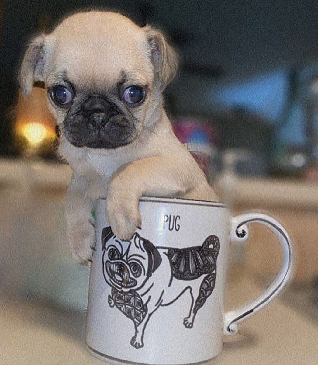 Teacup Pug: Is This The Right Pug For You?