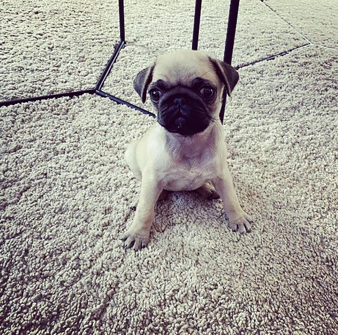 Teacup Pug: Is This The Right Pug For You?