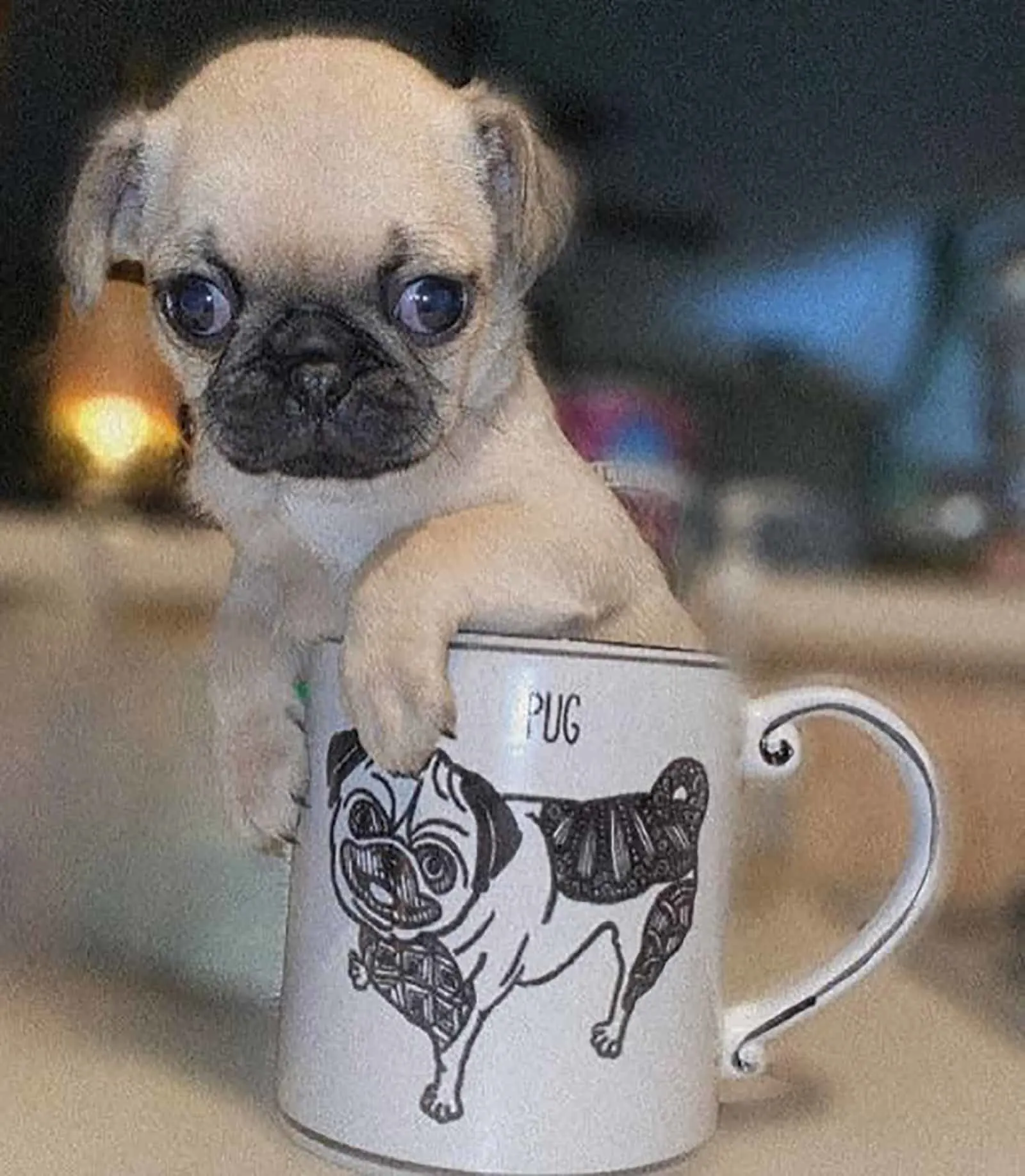 Teacup Pug: Is This The Right Pug For You?