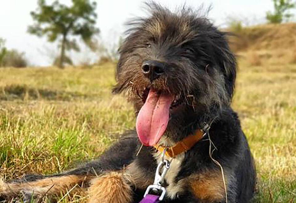 20 Chinese Dog Breeds—The Good, The Bad, And The Pugly