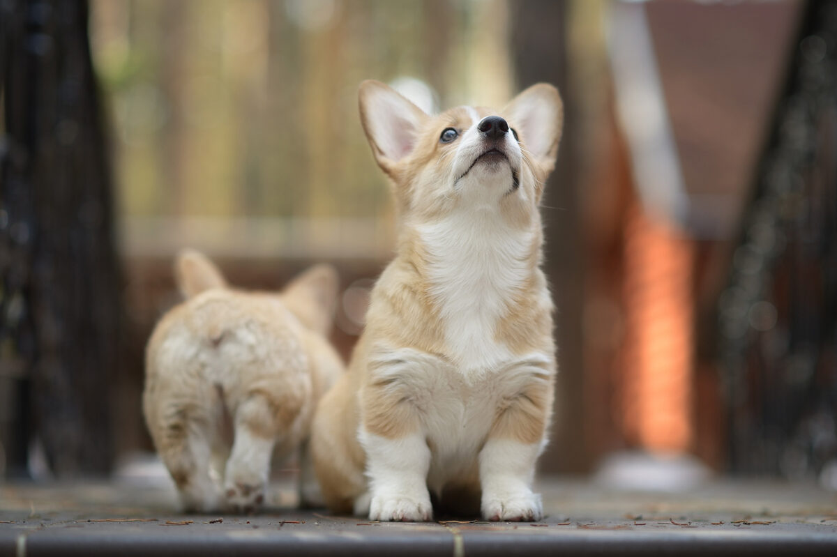 The 3 Most Reputable Corgi Breeders In Ontario