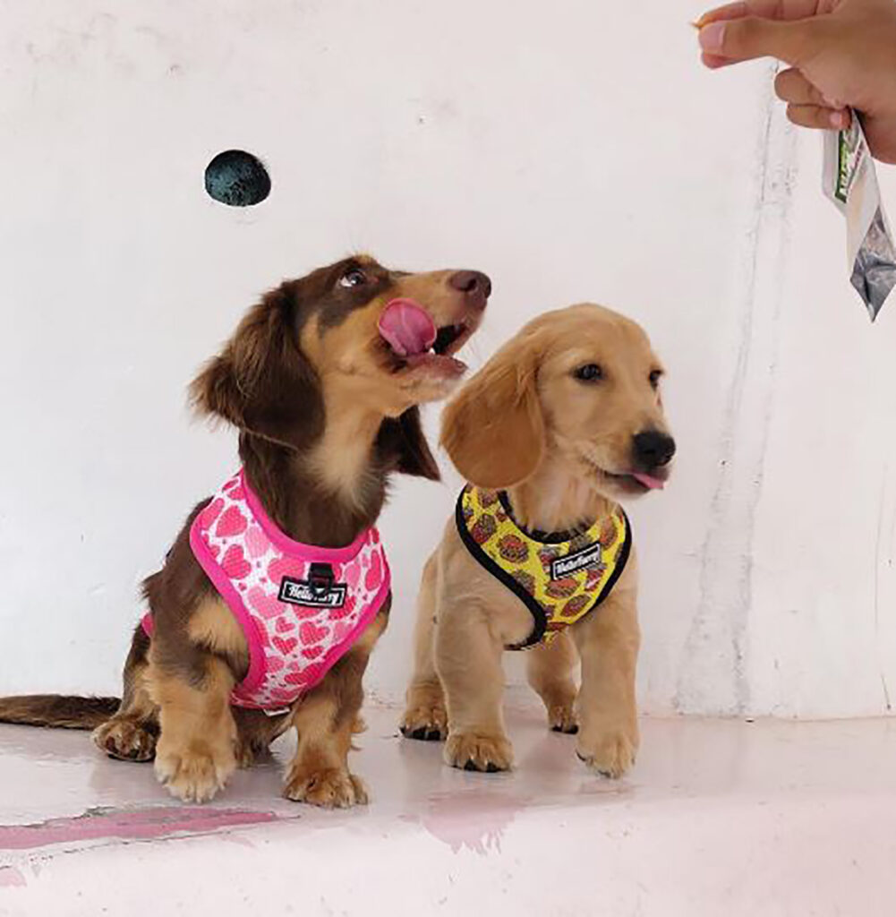 Golden Retriever Dachshund Mix: Hybrid With A Heart Of Gold