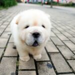 Mini Chow Chow — The Miniature Teddy Bear Dog