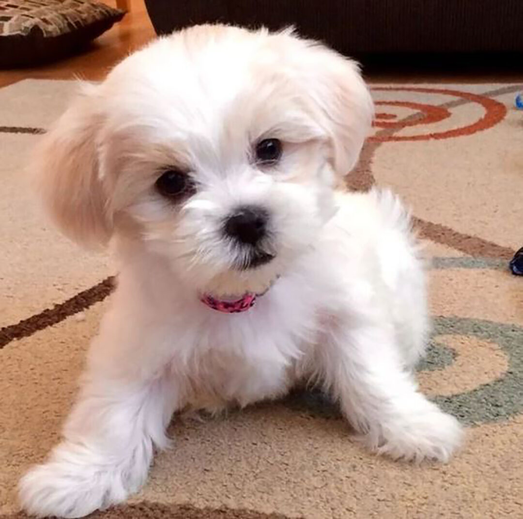 Teacup Maltese: A Tiny White Pooch To Love