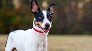 13 Rat Terrier Colors: Raturn Of The Color Wheel