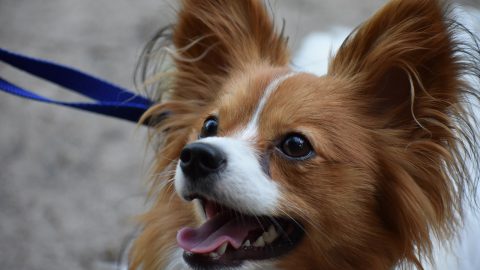 8 Best Papillon Breeders + Why To Get Them