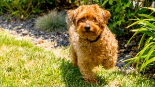 9 Best Yorkiepoo Breeders in the U.S.