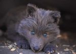 Blue Bay Shepherd Breeders: The One And Only