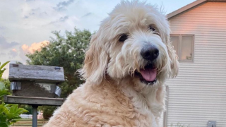 About The Golden Aussiedoodle: Everything You Wish To Know