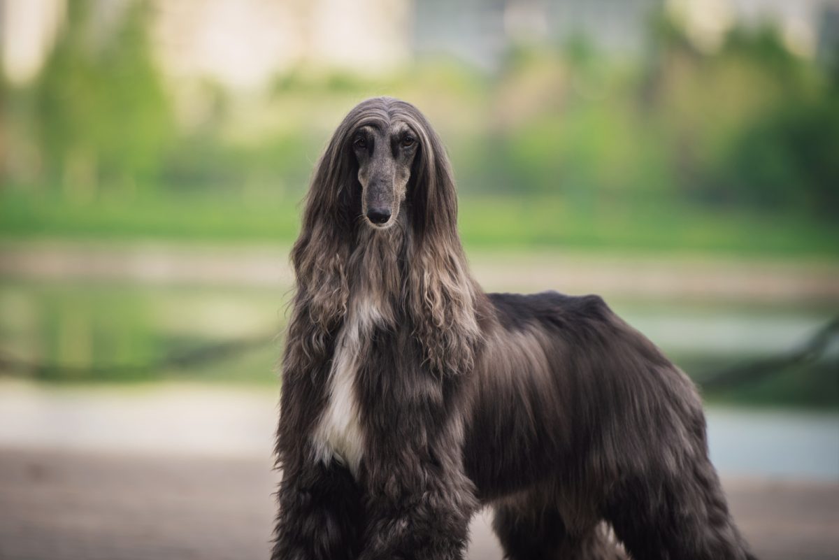 15 Best Tall Skinny Dog Breeds – Let The Runway Begin