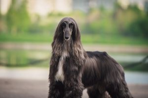 15 Best Tall Skinny Dog Breeds – Let The Runway Begin
