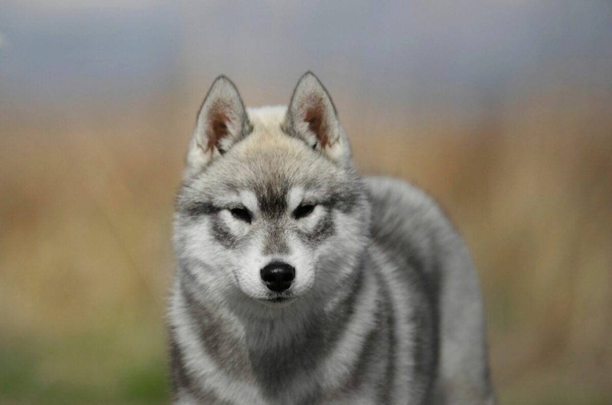 Agouti Husky: Siberian Husky With A Twist