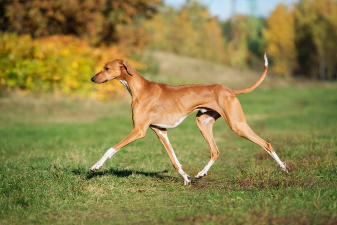 15 Best Tall Skinny Dog Breeds – Let The Runway Begin
