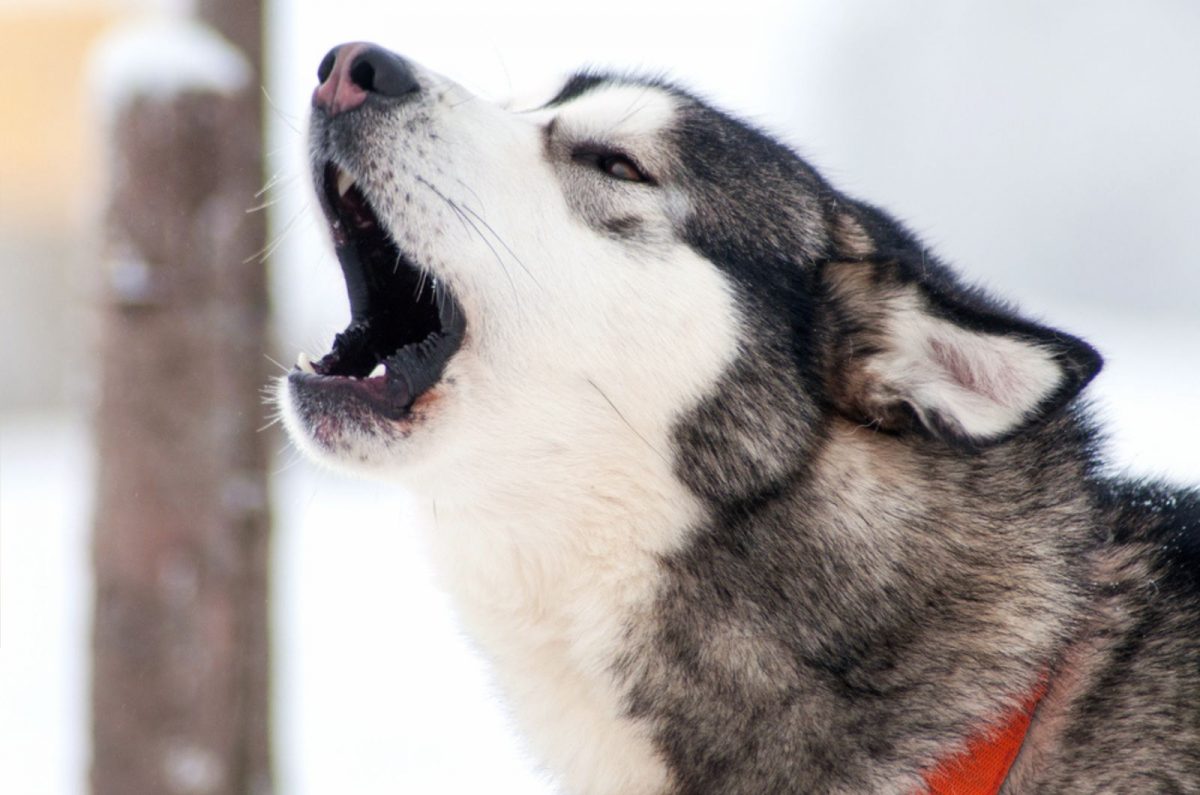 Why Are Huskies So Dramatic? 6 Reasons For Drama Behavior
