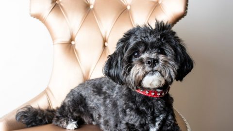 Black Maltese Dogs: How Come Mine Is Black?