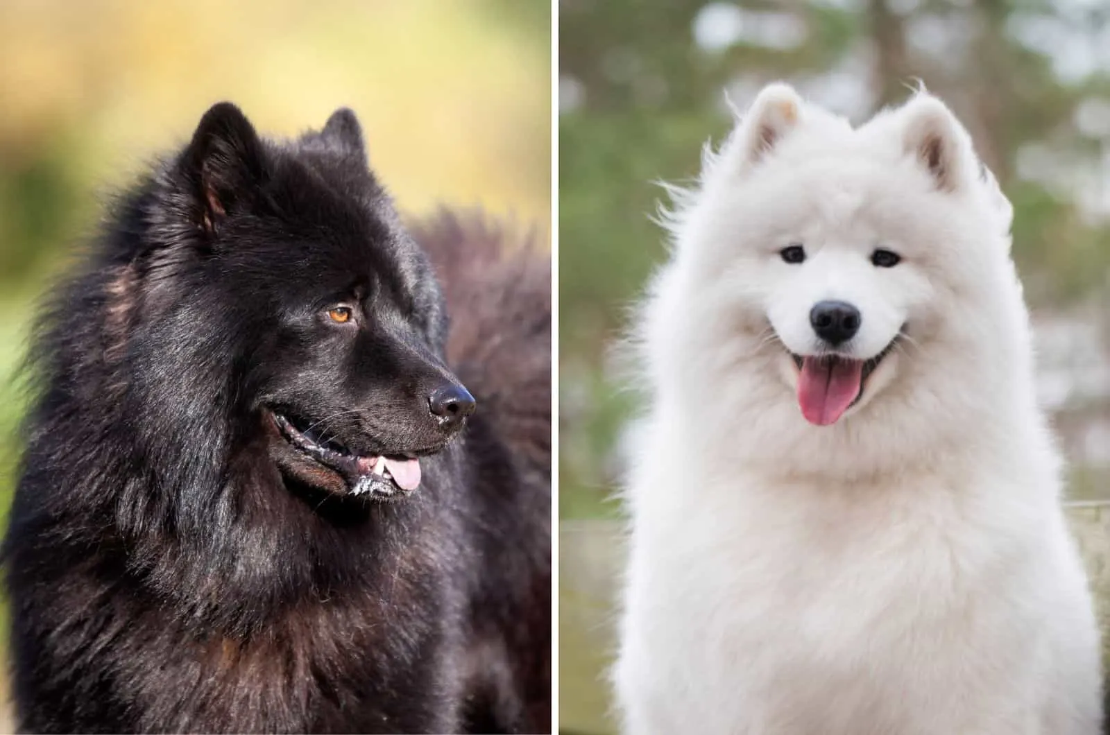 Are Samoyeds Related To Wolves