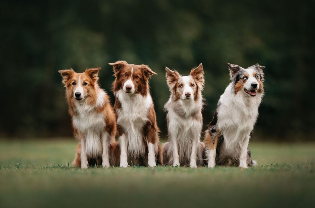 Red Merle Border Collie: Meet The Rare Beauty