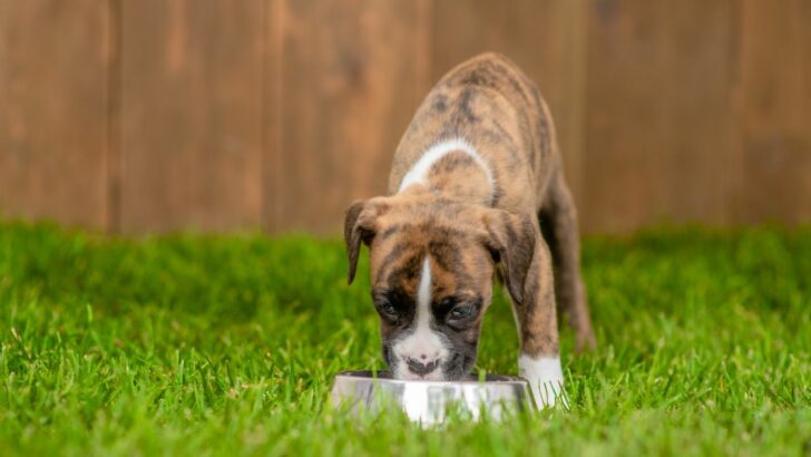 How Many Times A Day Should A Boxer Poop