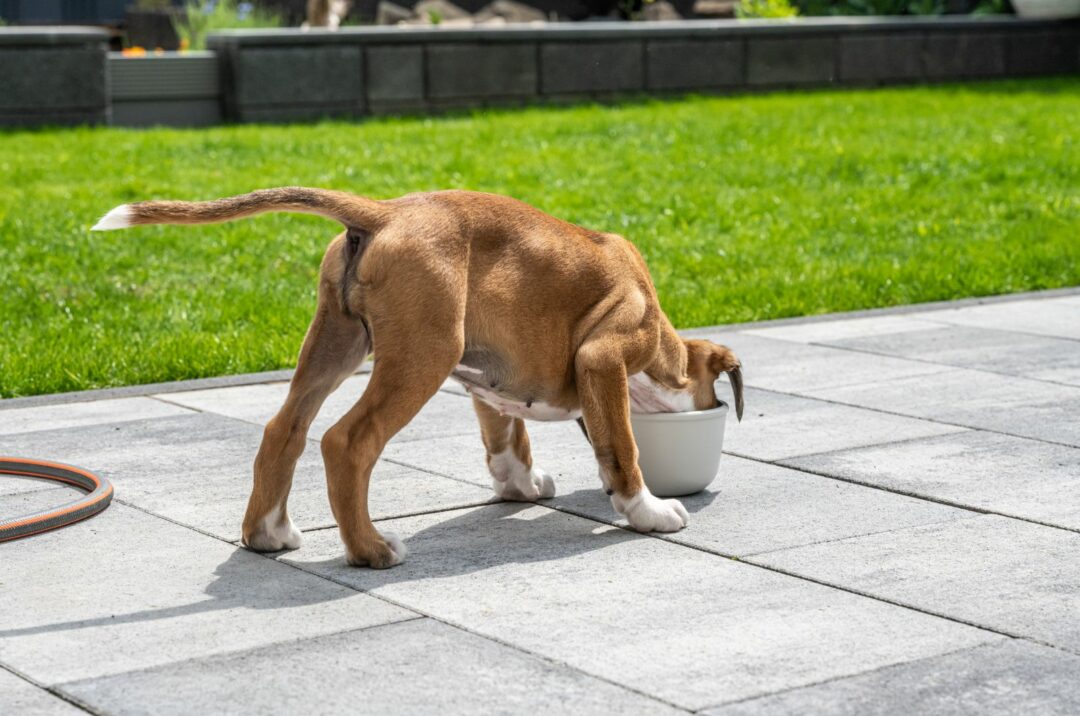Boxer Feeding Chart: All There Is To Know