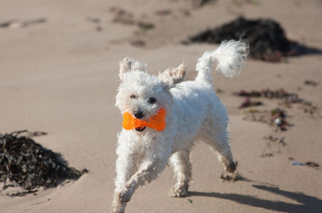 These 7 Cavachon Breeders Are The Ones You Can Trust