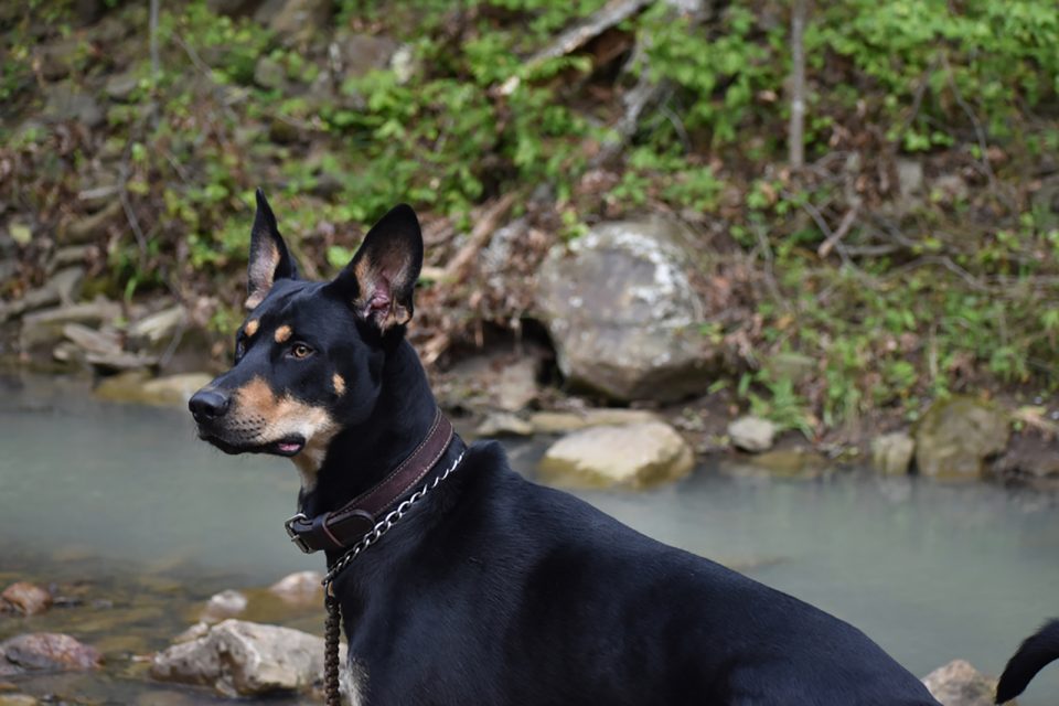 Doberman Husky Mix - Portrait of a Dobsky