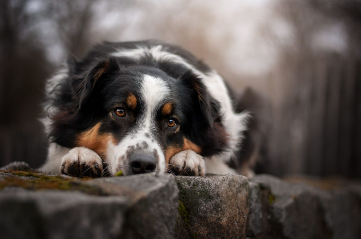 Dog Progesterone Levels Chart: Guide To Female Dog Ovulation