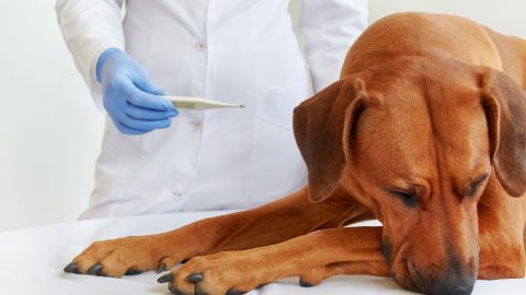 Dog Temperature Chart: Does My Dog Have A Fever?