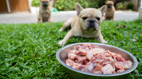 French Bulldog Raw Diet: Should You Feed Frenchie Raw?