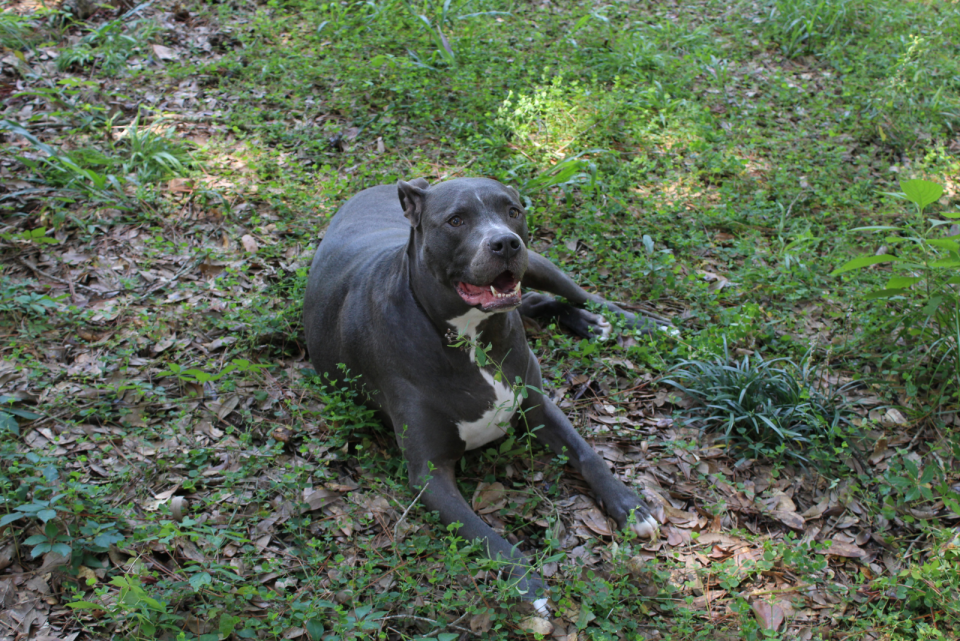 Game Of Bloodlines: The Gator Pitbull