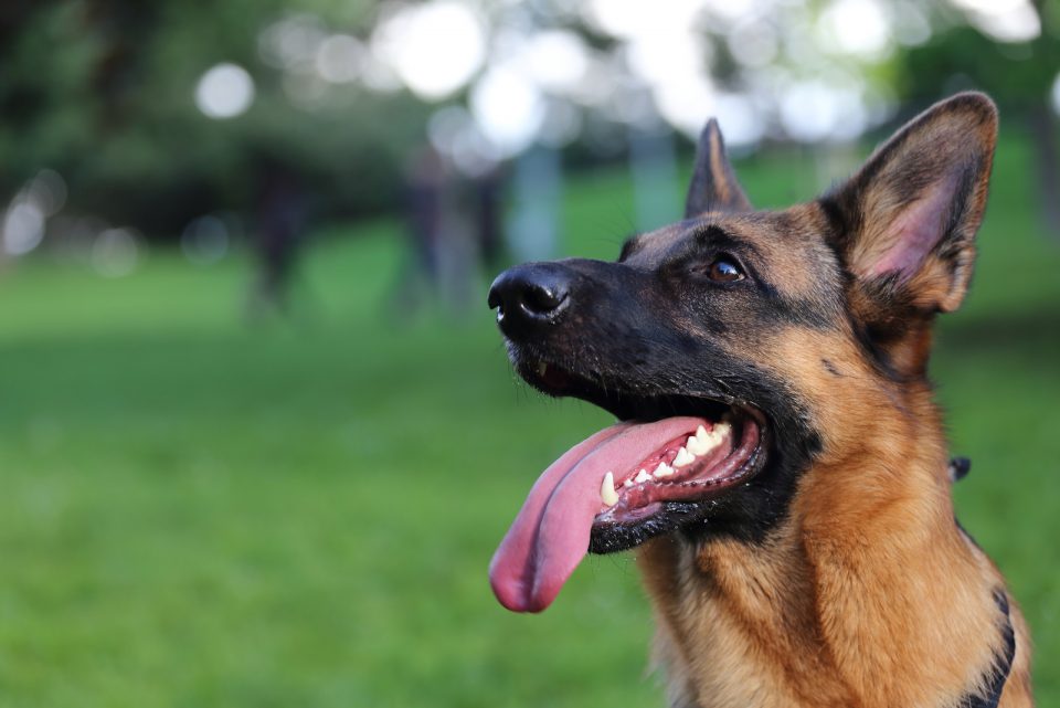The German Shepherd Ears Chart: 7 Things You Need To Know