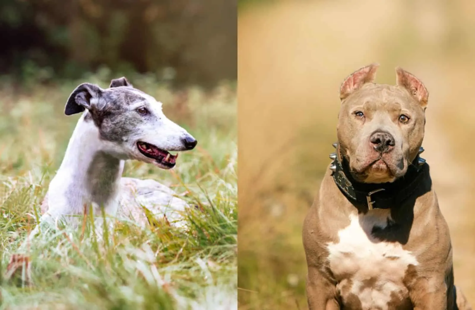 Pitbull Greyhound Mix