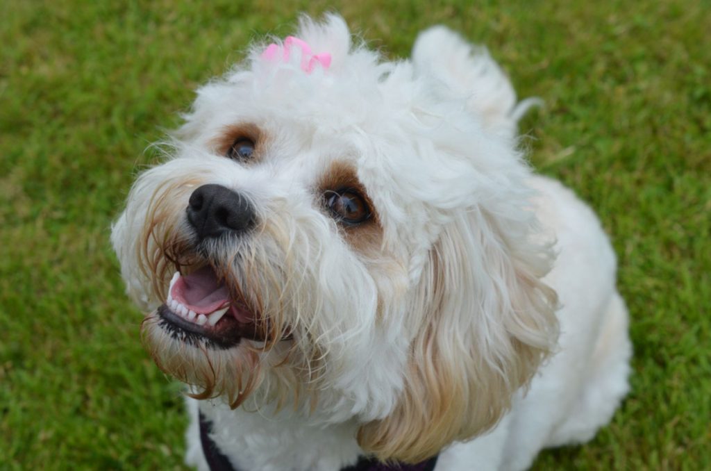 These 7 Cavachon Breeders Are The Ones You Can Trust