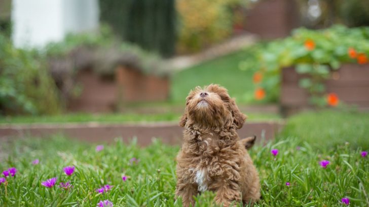 Havapoo Growth Chart: How Big Is A Full-Grown Havapoo?