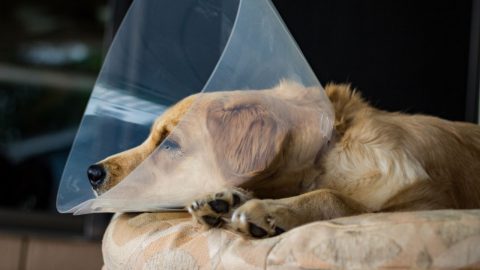 Infected Dog Spay Incision Healing Process: All Information