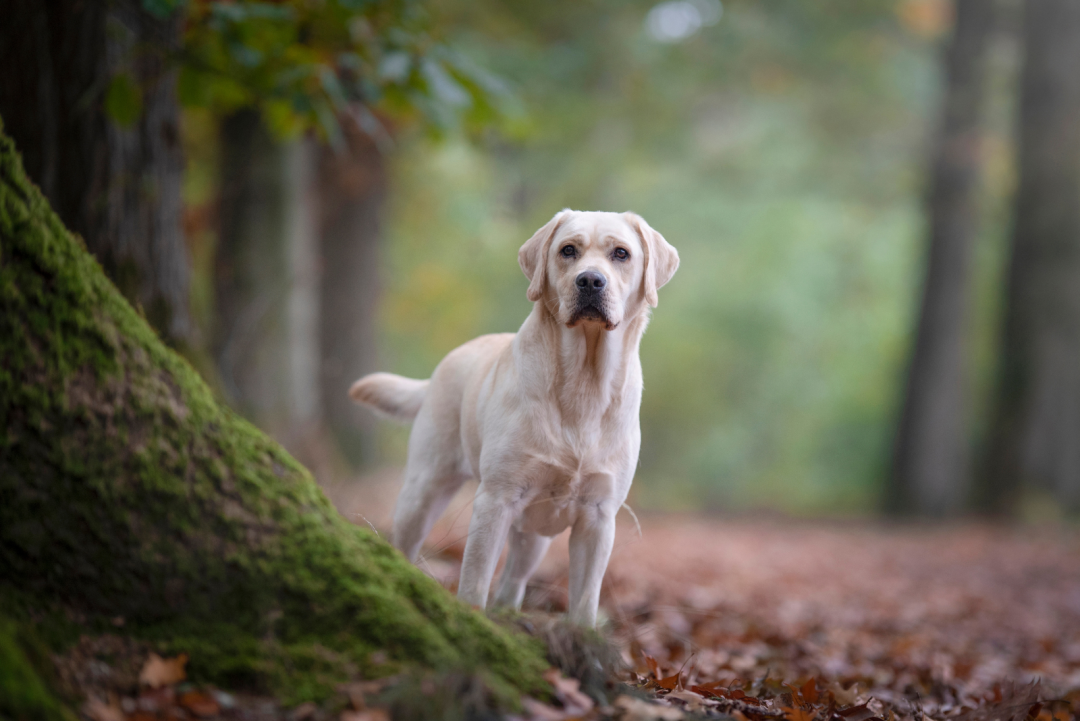 Labrador Ear Cropping Gets You Coal In Your Christmas Stocking