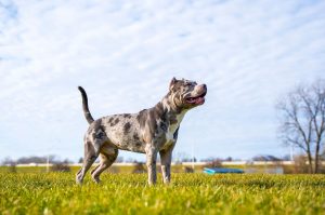 What Is A Merle XL Bully And Should You Get One?