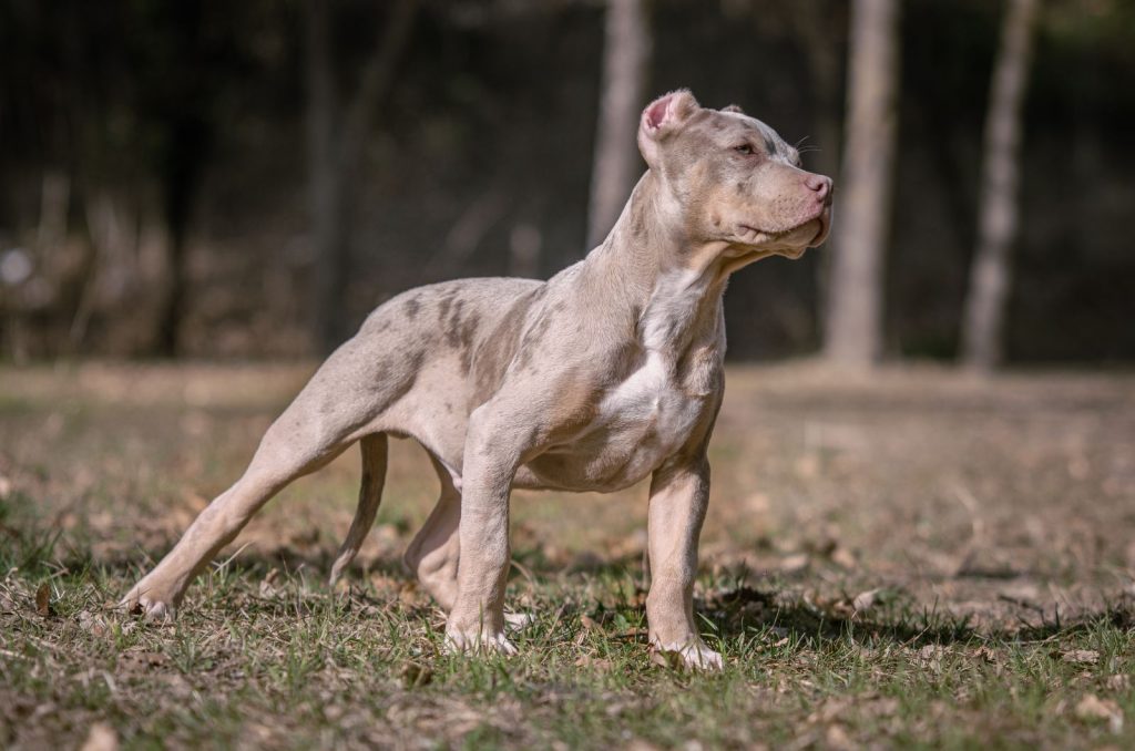 What Is A Merle XL Bully And Should You Get One?