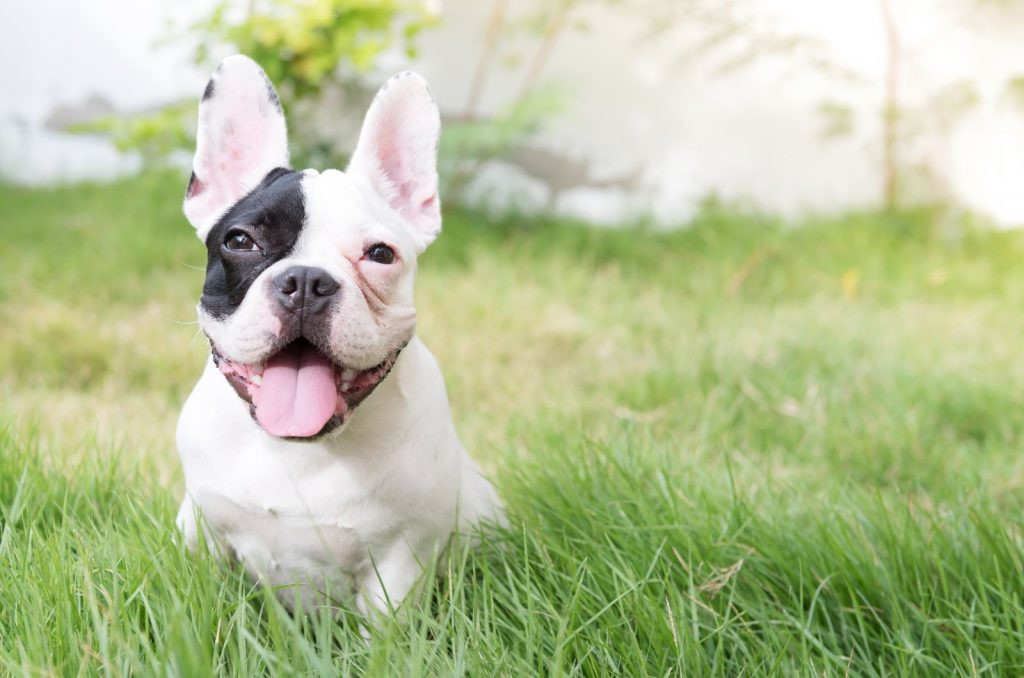 Mini French Bulldog And Why Should You Get One