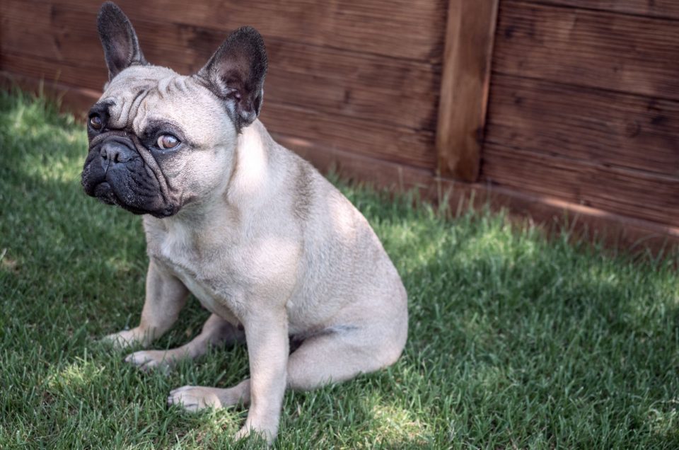 Mini French Bulldog And Why Should You Get One