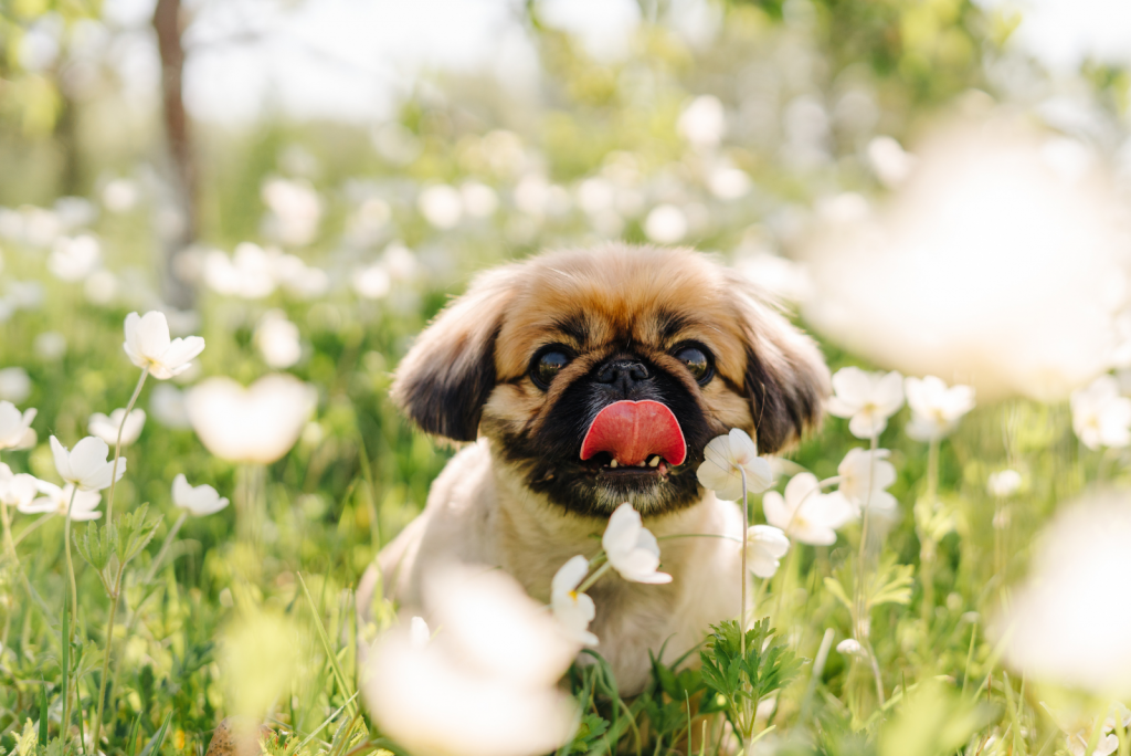 Top 11 Pekingese Breeders In The US