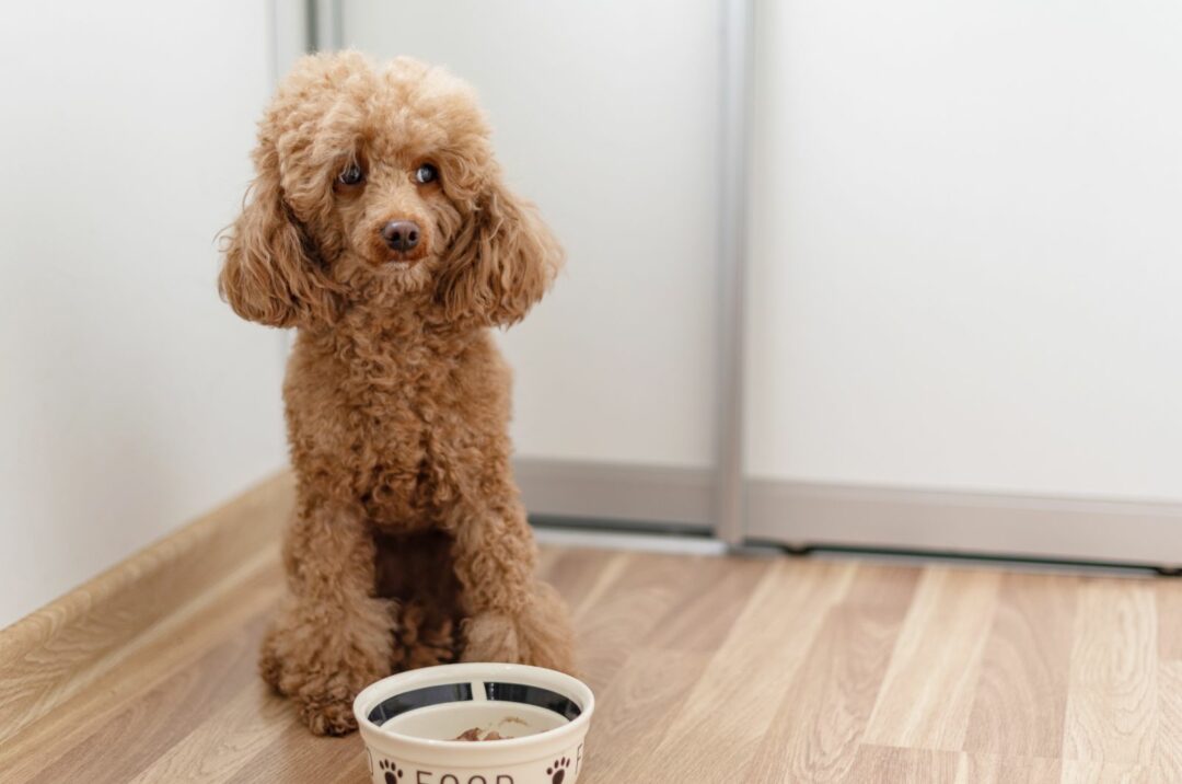 Poodle Feeding Chart: Maintaining The Ideal Weight
