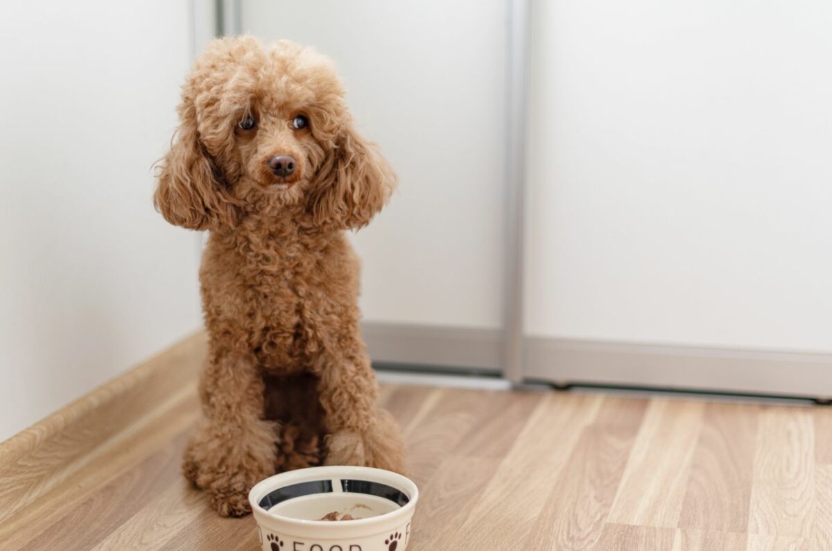 Poodle Feeding Chart: Maintaining The Ideal Weight