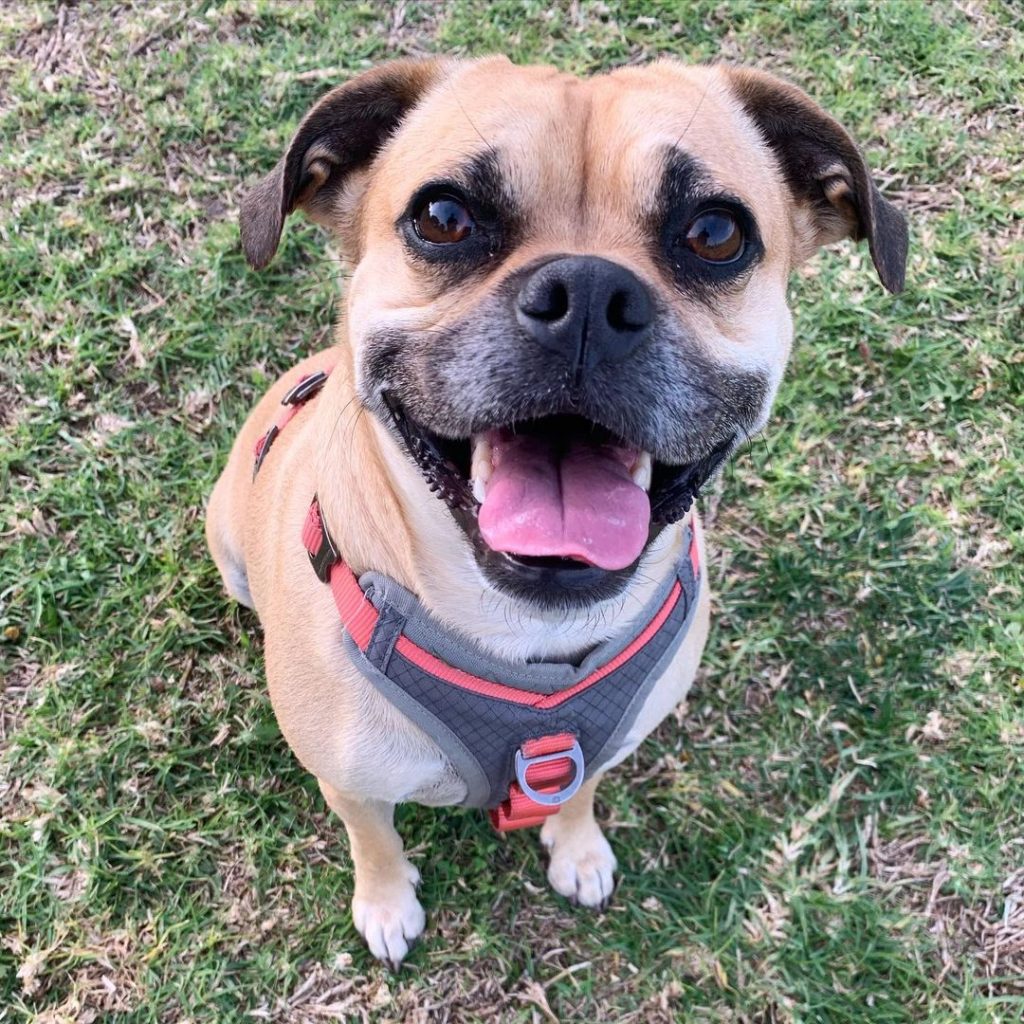 A Guide To A Pitbull Pug Mix Breed