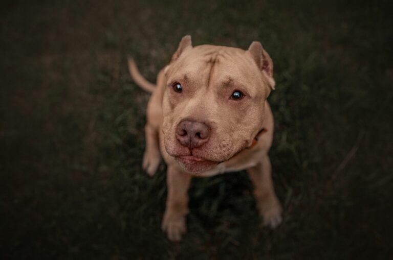5 Excellent Red Nose Pitbull Breeders From The USA
