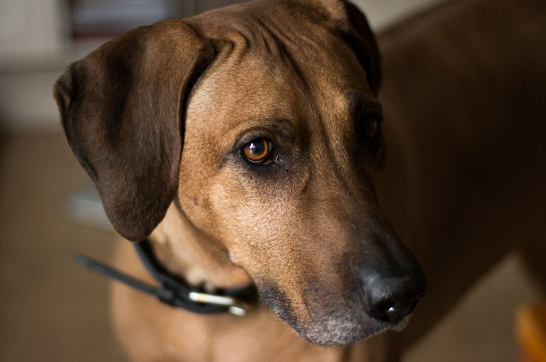 Rhodesian Ridgeback Feeding Chart: Tips And Tricks