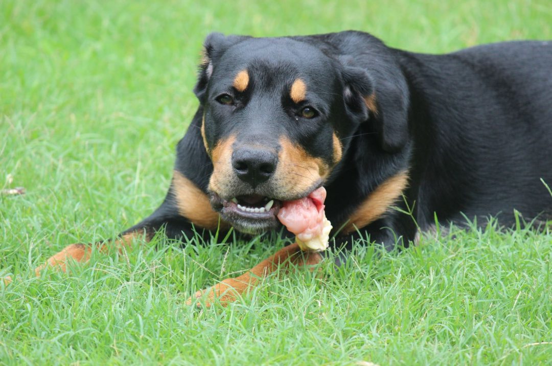 Rottweiler Raw Diet: Going Full Primal